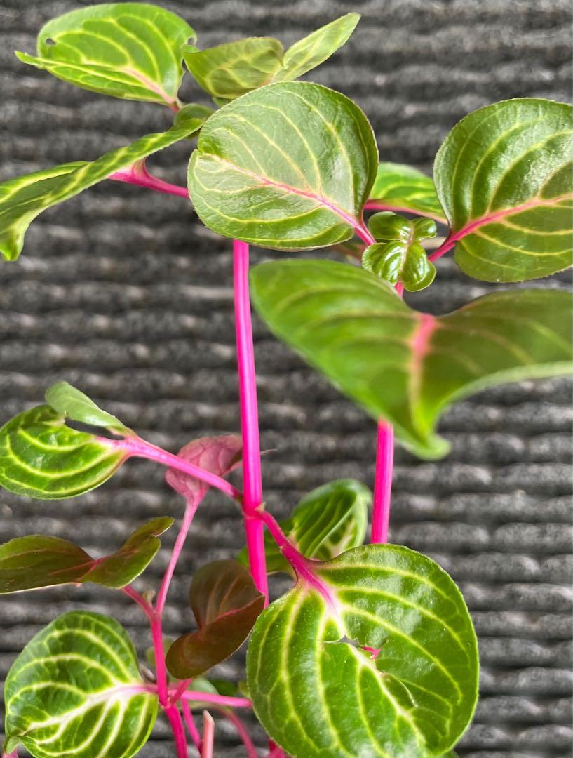 Chicken gizzard plant iresine herbstii potted plant garden air plant ...