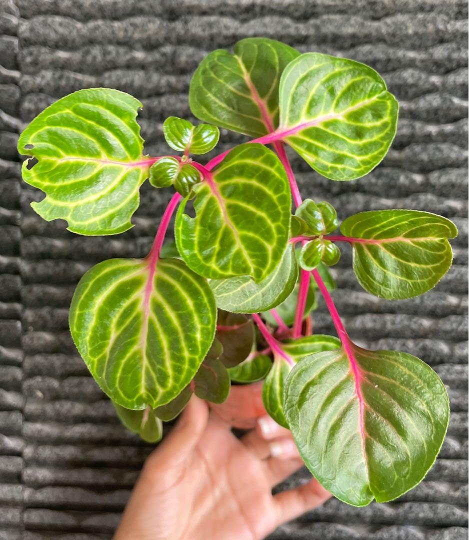 Chicken gizzard plant iresine herbstii potted plant garden air plant ...