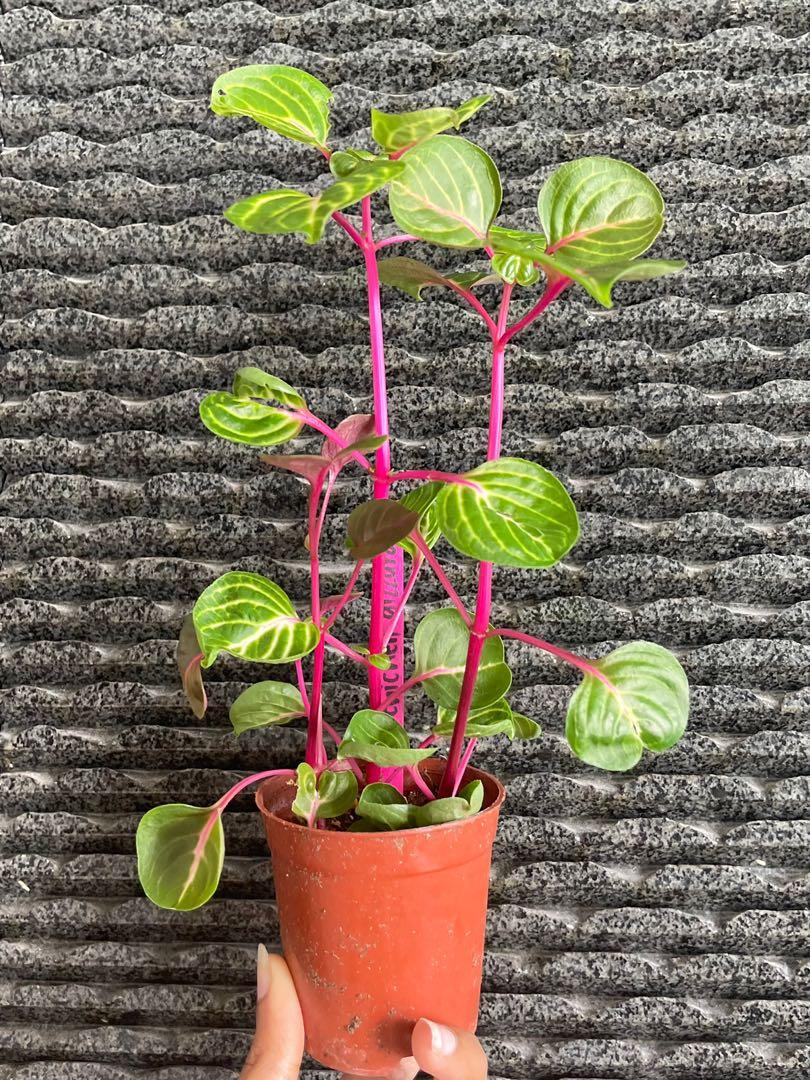 Chicken gizzard plant iresine herbstii potted plant garden air plant ...