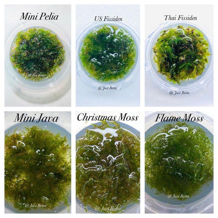 Moss / Mini Pelia / US Fissiden / Thai Fissiden (Just Betta), Pet ...