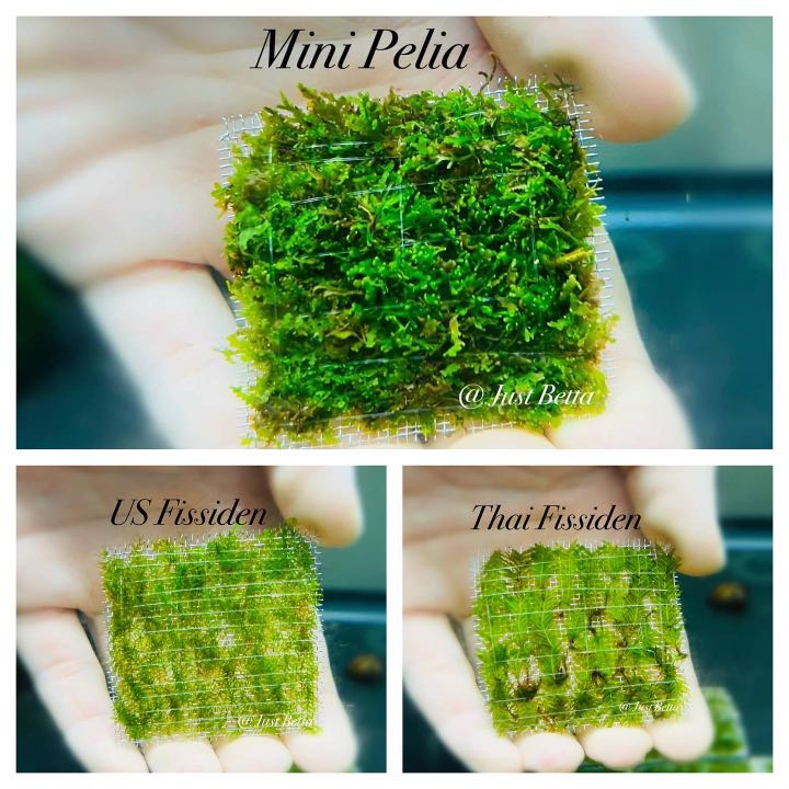 Moss / Mini Pelia / US Fissiden / Thai Fissiden (Just Betta), Pet ...