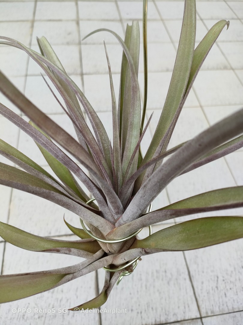 Tillandsia Capitata Yellow X Novakii, Furniture & Home Living ...