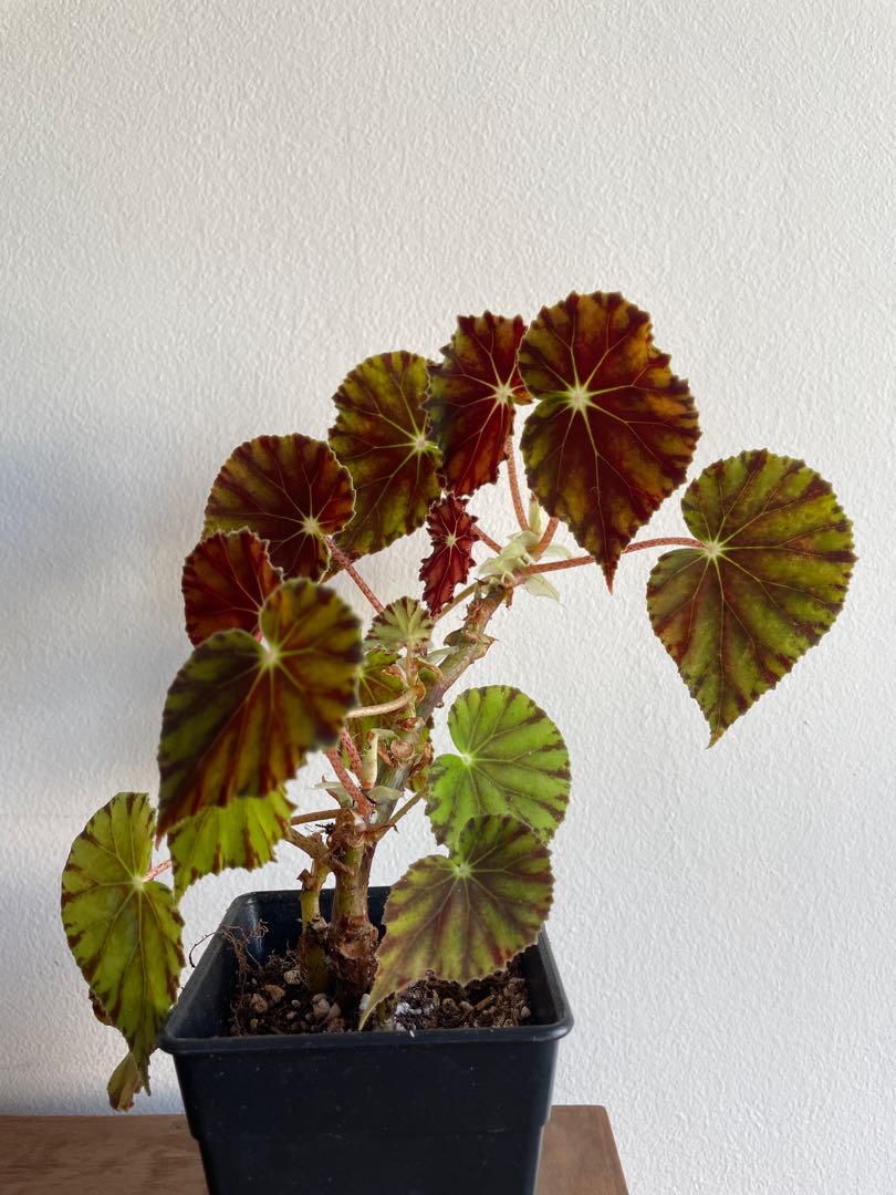 Begonia mazae nigricans, Furniture & Home Living, Gardening, Plants ...