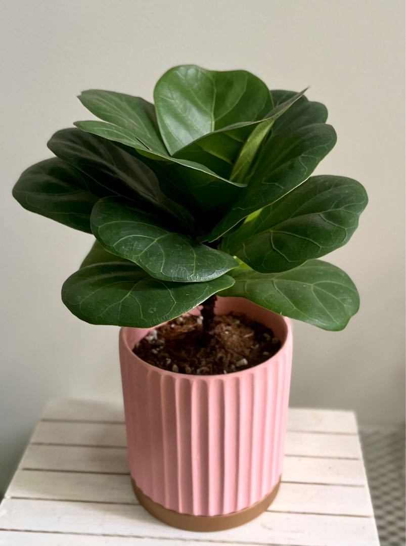 Fiddle Leaf Fig / Ficus Lyrata potted in pink linear textured pot with ...