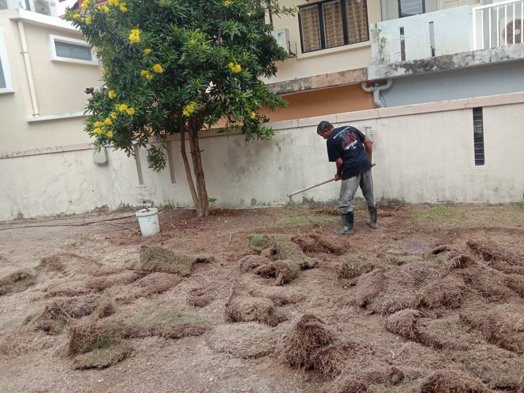 Tanam Rumput, Tanam Pokok, Furniture & Home Living, Gardening, Plants ...