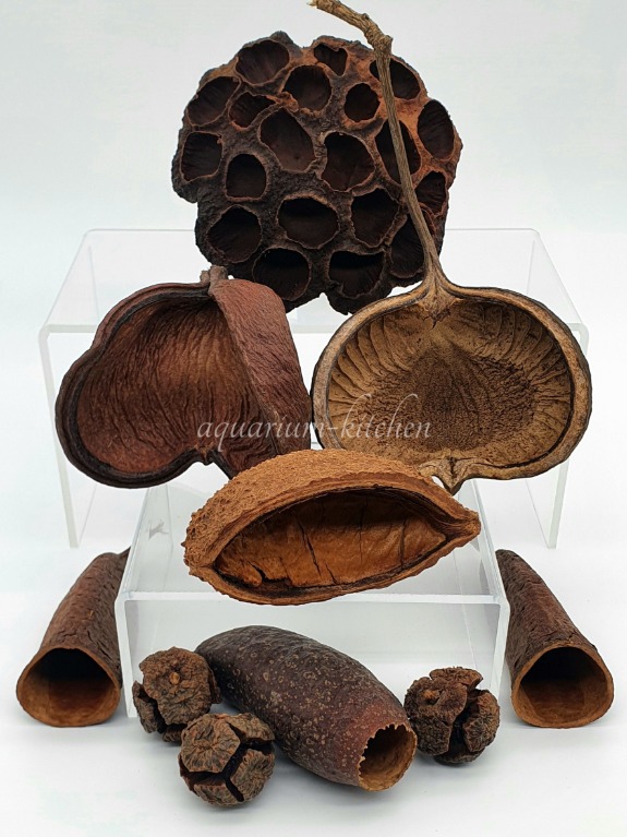 Christmas Sales with FREE Delivery : Biotope Botanicals Seed Pods Combo ...