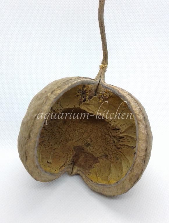 Biotope Botanicals Seed Pods Combo Set : Buddha Nut Sterculia Bolsa de ...