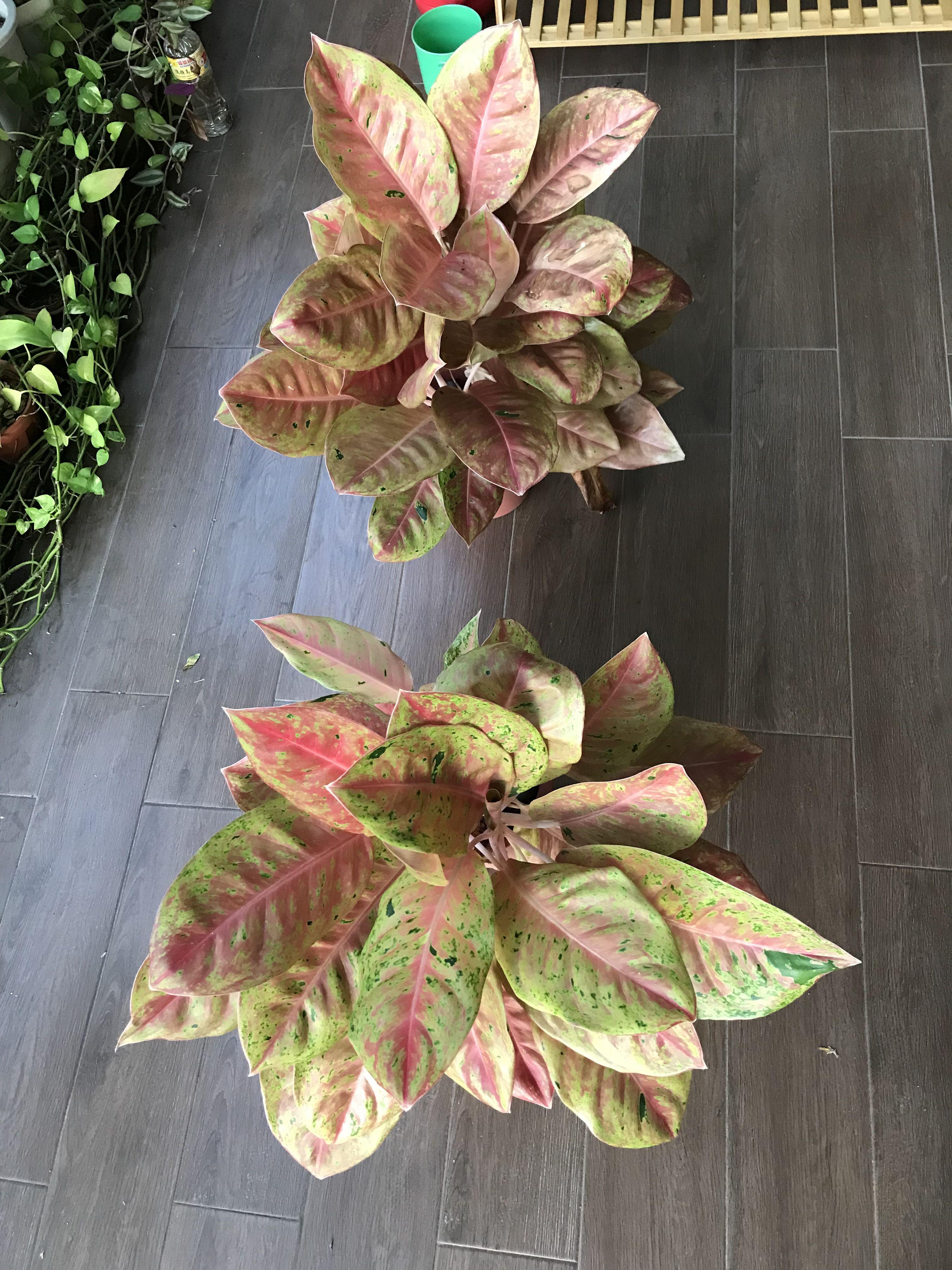 Coleus, neon potho, croton, snake, monstera adansonii, orchid keikis ...