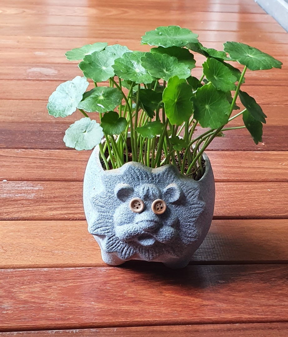 Copper Coin Plant indoor/outdoor plant, Furniture & Home Living ...