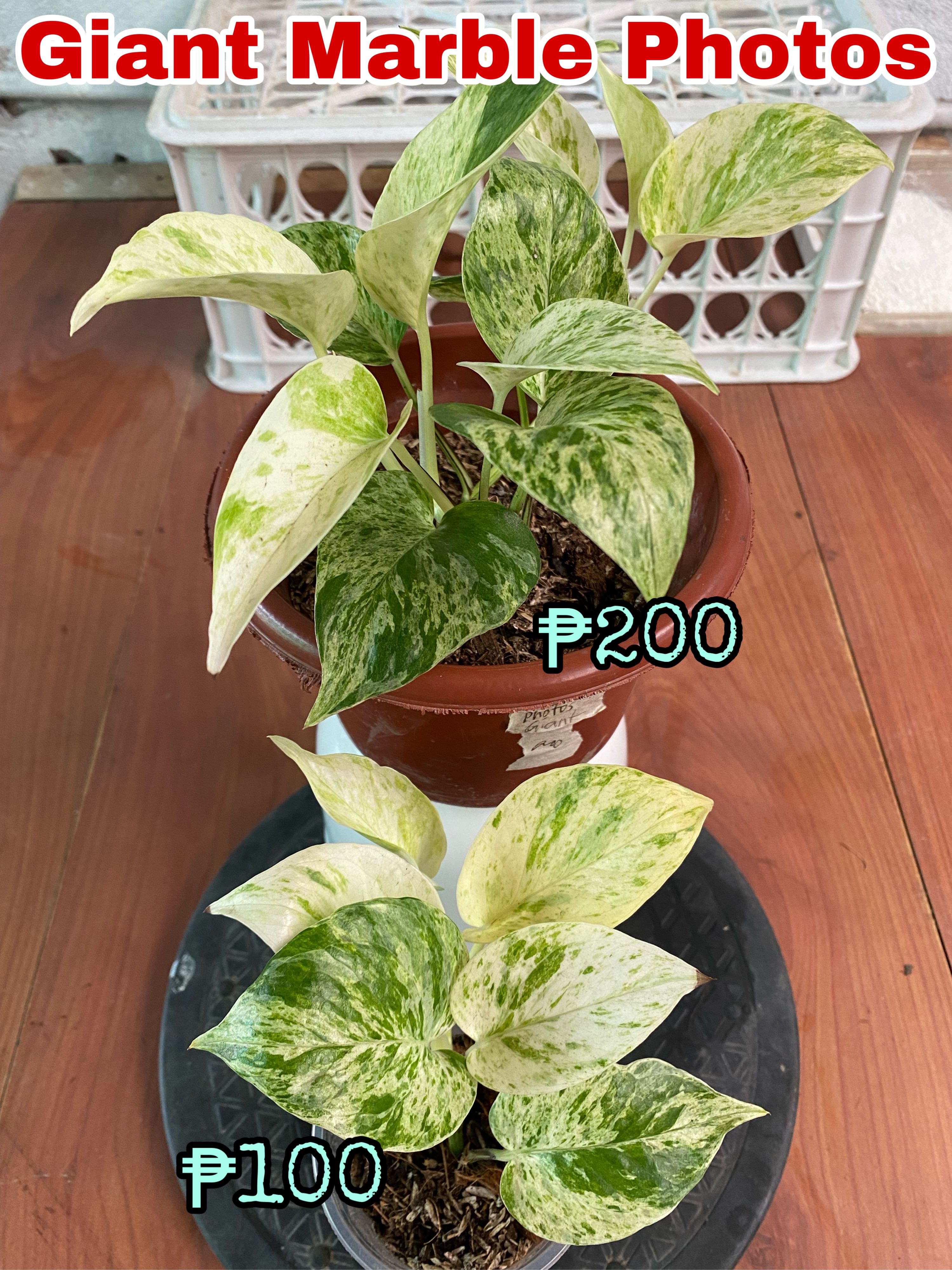 Giant Marble Photos, Furniture & Home Living, Gardening, Plants & Seeds ...