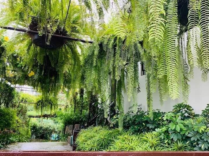 "Jhay Cyrus" landscaping tropical Garden modern maintenance services ...