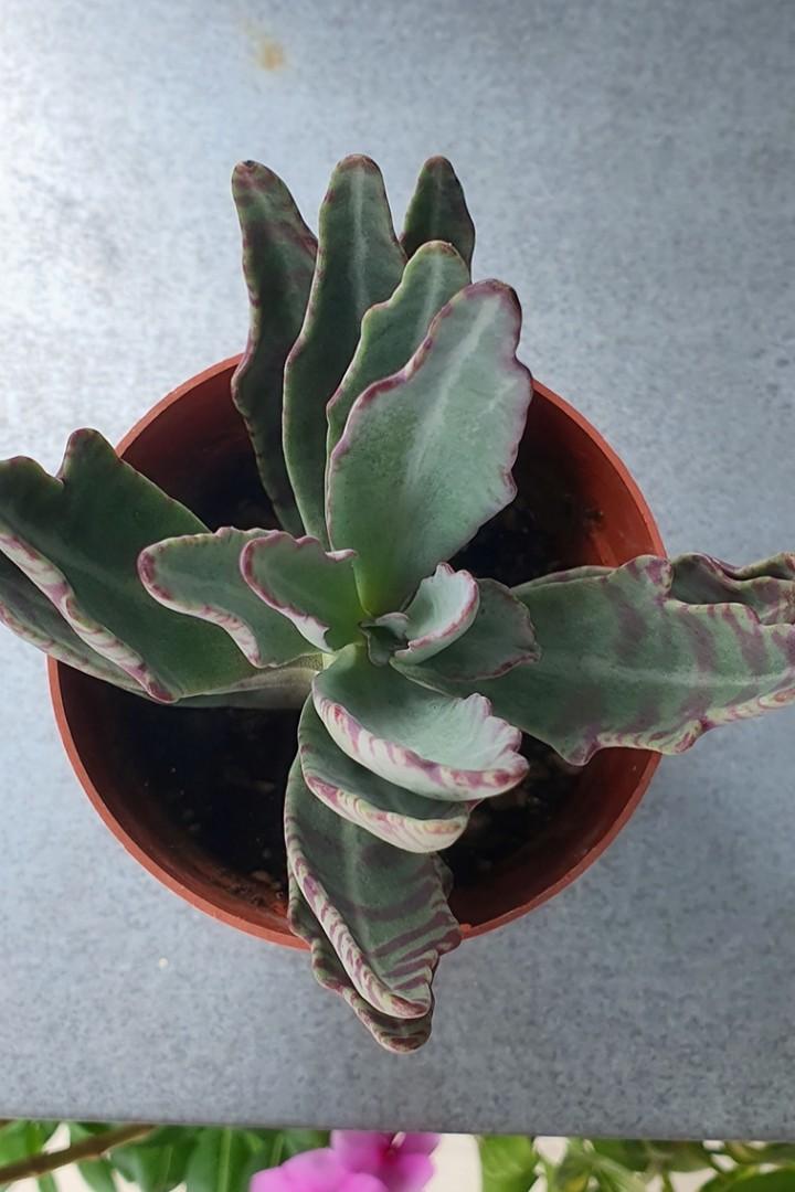 Kalanchoe Humilis, Furniture & Home Living, Gardening, Plants & Seeds ...