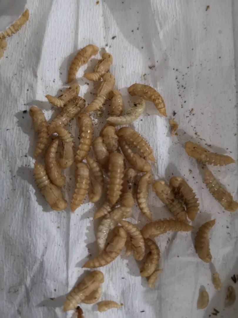 Live Buffalo Beetle / Mealworm / Buffalo worms (aka small mealworms ...