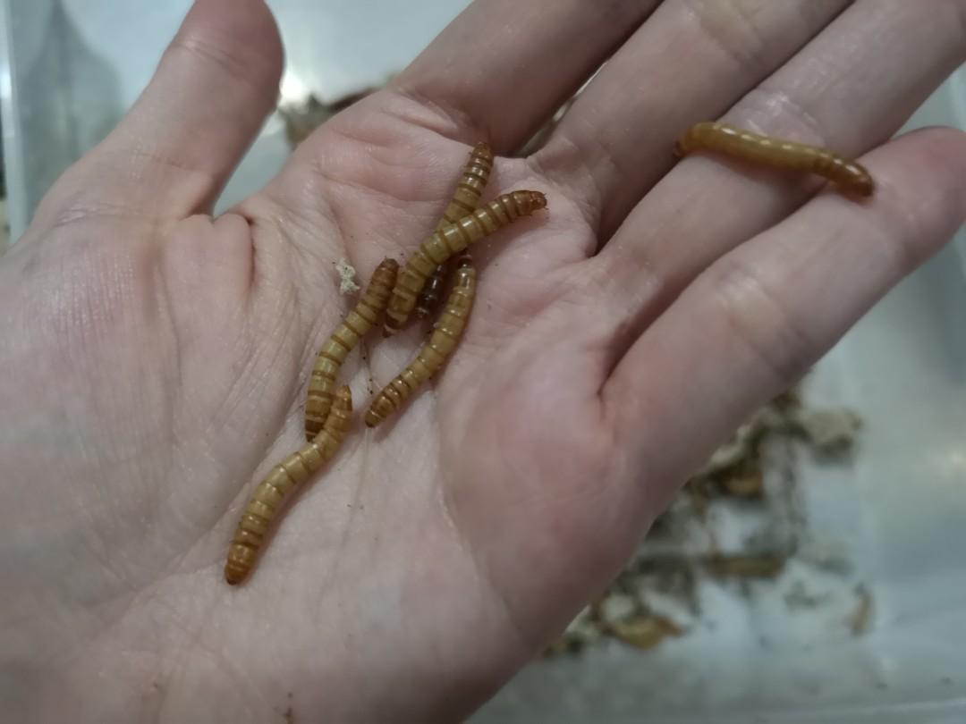 Live Buffalo Beetle / Mealworm / Buffalo worms (aka small mealworms ...