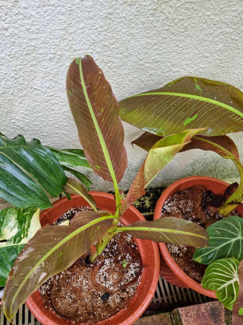 Variegated banana | Musa variegated | Musa Siam Ruby, Furniture & Home ...