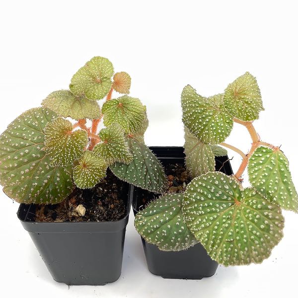 Begonia Ocellata (Small), Furniture & Home Living, Gardening, Plants ...