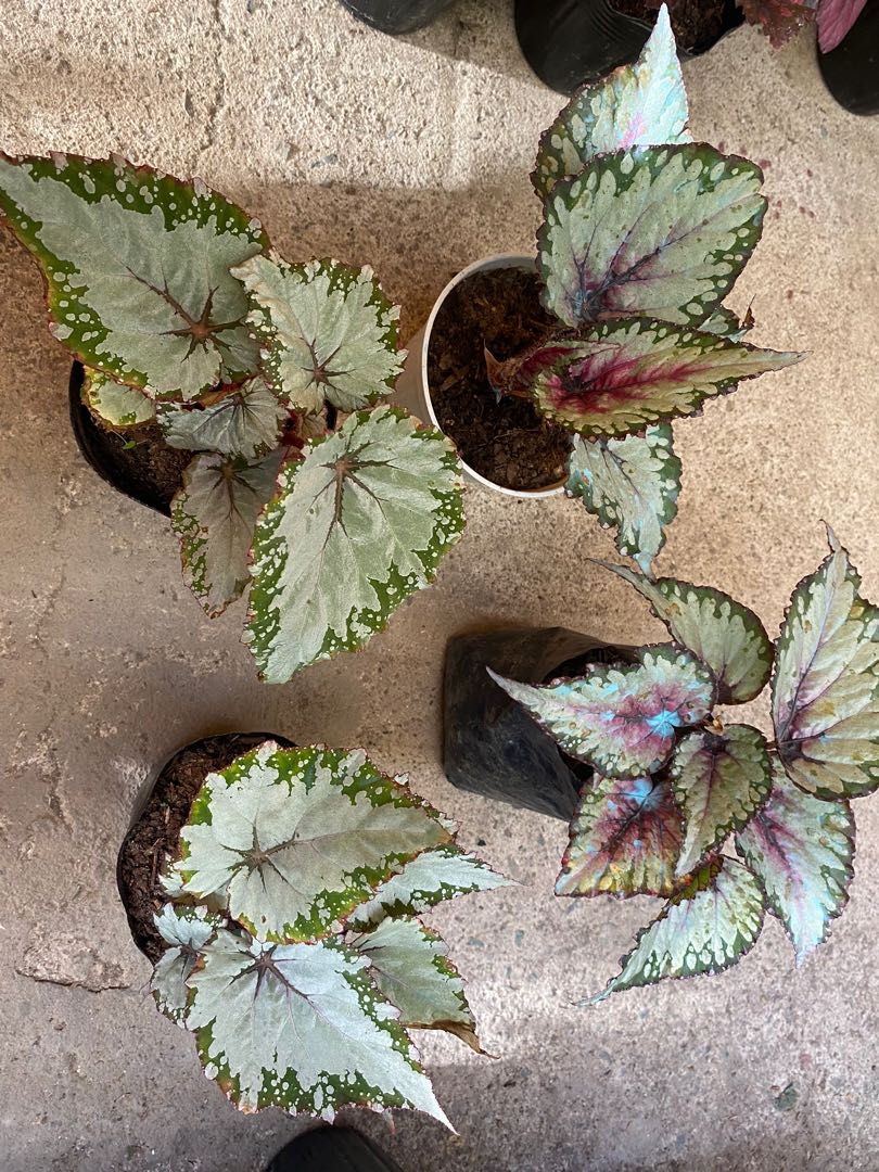 begonia rex salsa, Furniture & Home Living, Gardening, Plants & Seeds ...