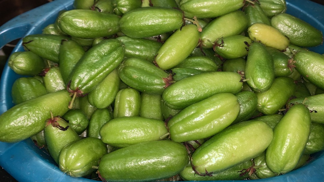 Belimbing buluh fruit, Food & Drinks, Fresh Produce on Carousell