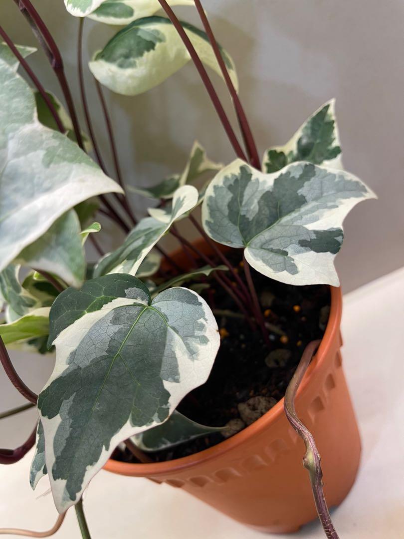 Canary Island Ivy (Hedera Canariensis Variegata) - 1, Furniture & Home ...
