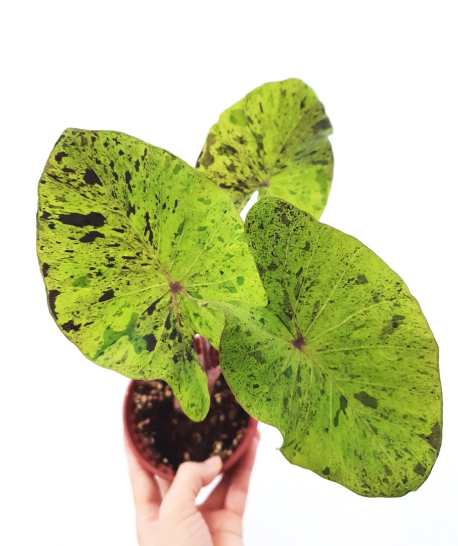 Colocasia Mojito, Furniture & Home Living, Gardening, Plants & Seeds on ...