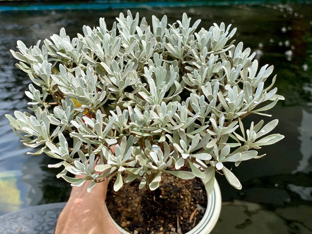 Herb plant - Crossostephium Chinense, Furniture & Home Living ...