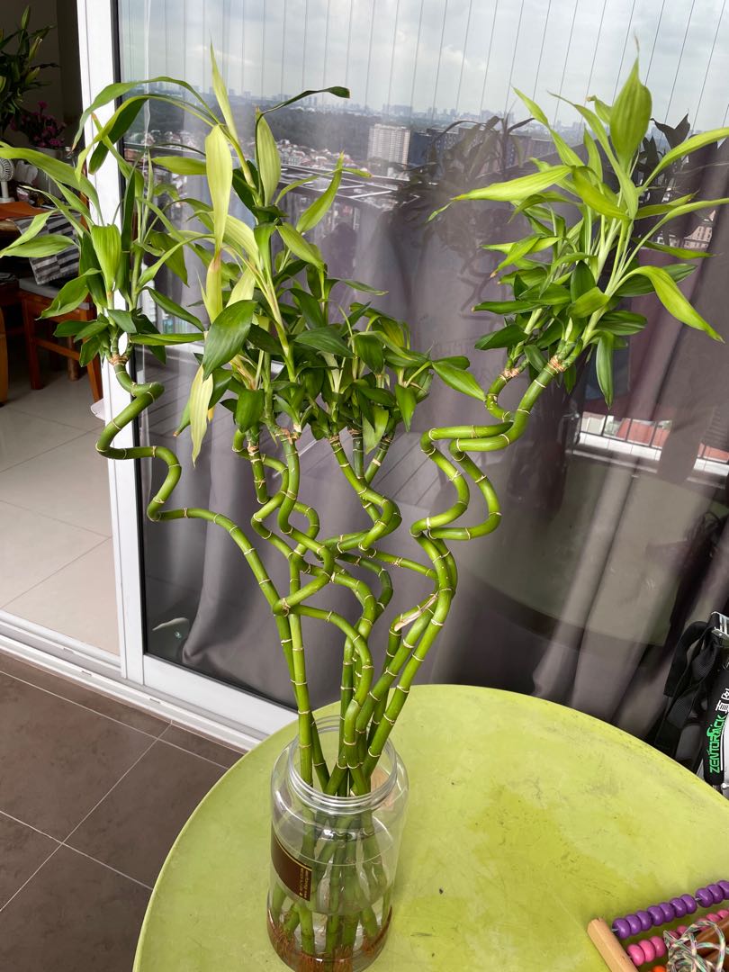 Lucky Bamboo tall curly, Furniture & Home Living, Gardening, Plants ...