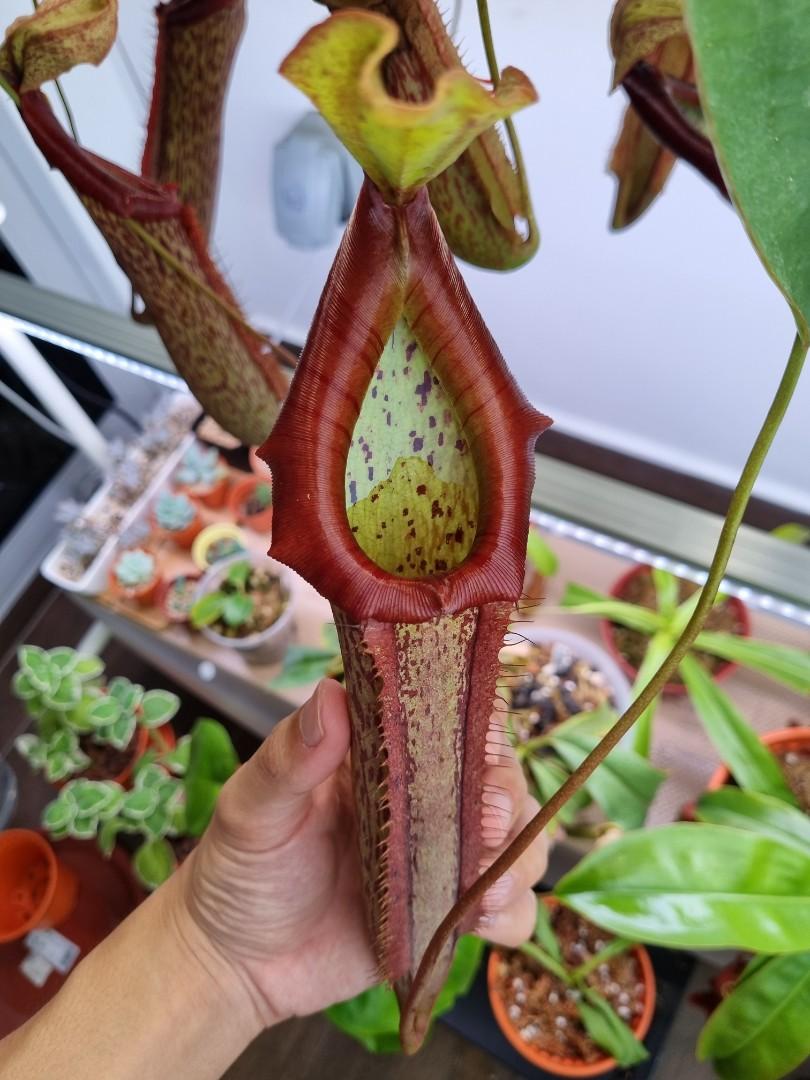 Nepenthes Miranda pitcher plant, Furniture & Home Living, Gardening ...