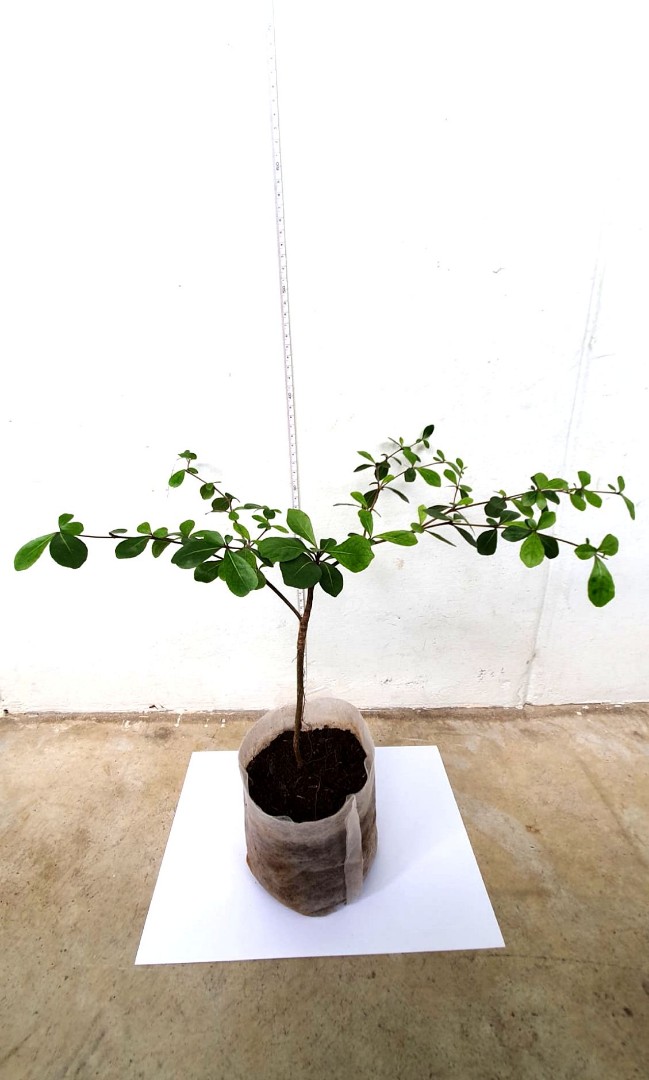 Plant - Umbrella Tree (Terminalia Mantaly), Furniture & Home Living ...