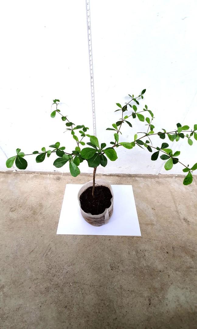 Plant - Umbrella Tree (Terminalia Mantaly), Furniture & Home Living ...