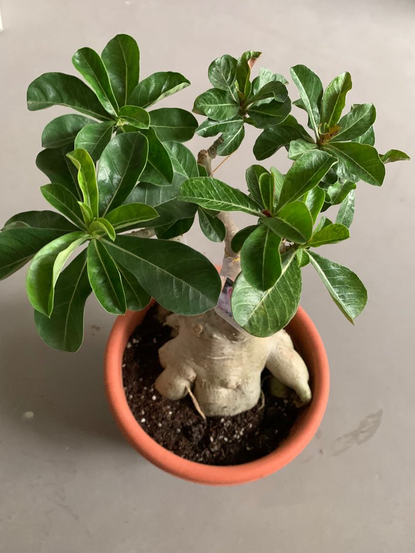 Triple grafted adenium, Furniture & Home Living, Gardening, Plants ...