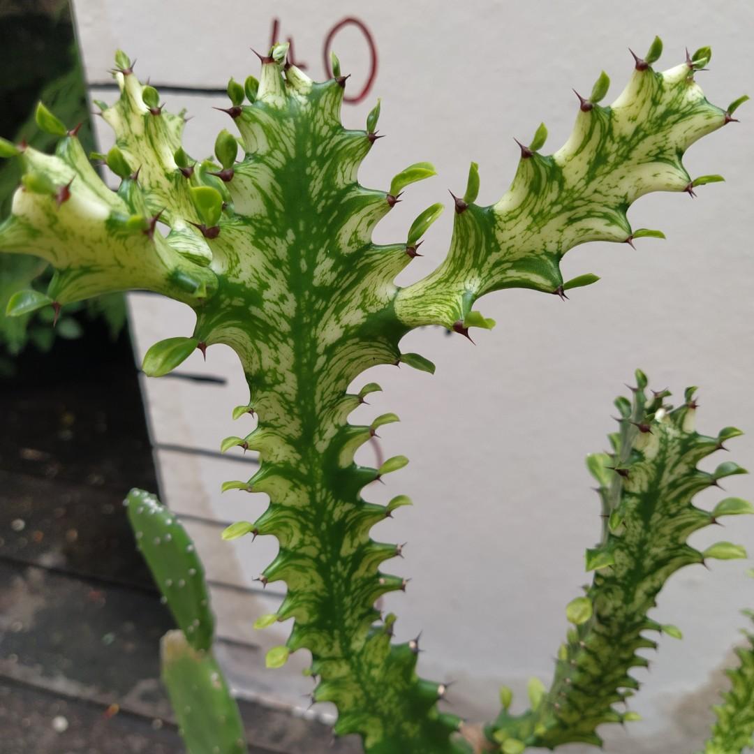 Variegated Euphorbia Trigona, Haworthia, Boncel, Pear Cactus, Furniture ...