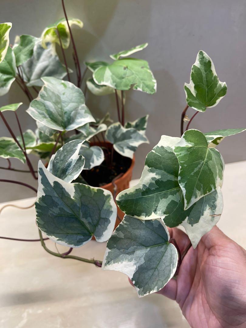 Canary Island Ivy (Hedera Canariensis Variegata) - 1, Furniture & Home ...
