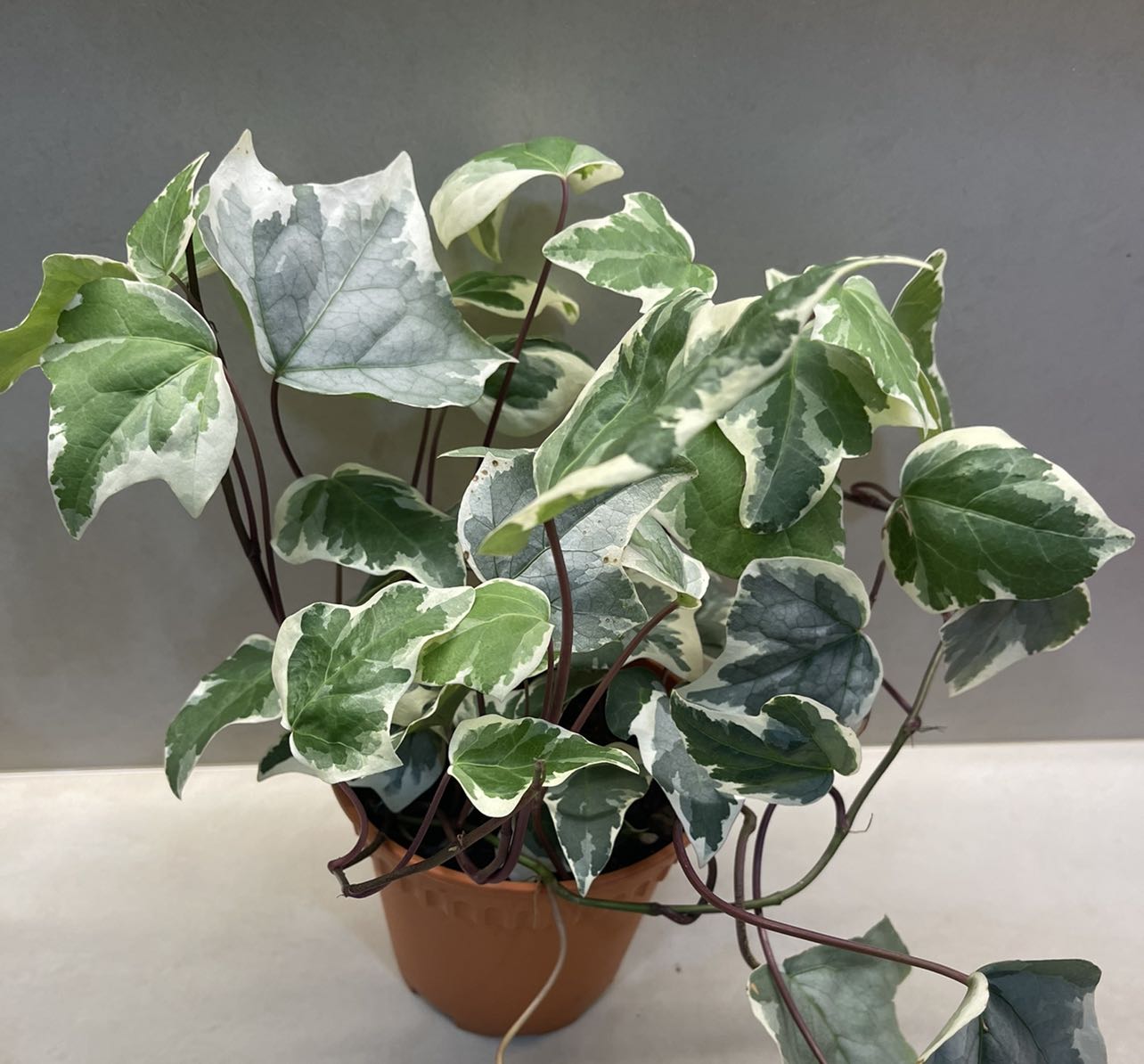 Canary Island Ivy (Hedera Canariensis Variegata) - 1, Furniture & Home ...