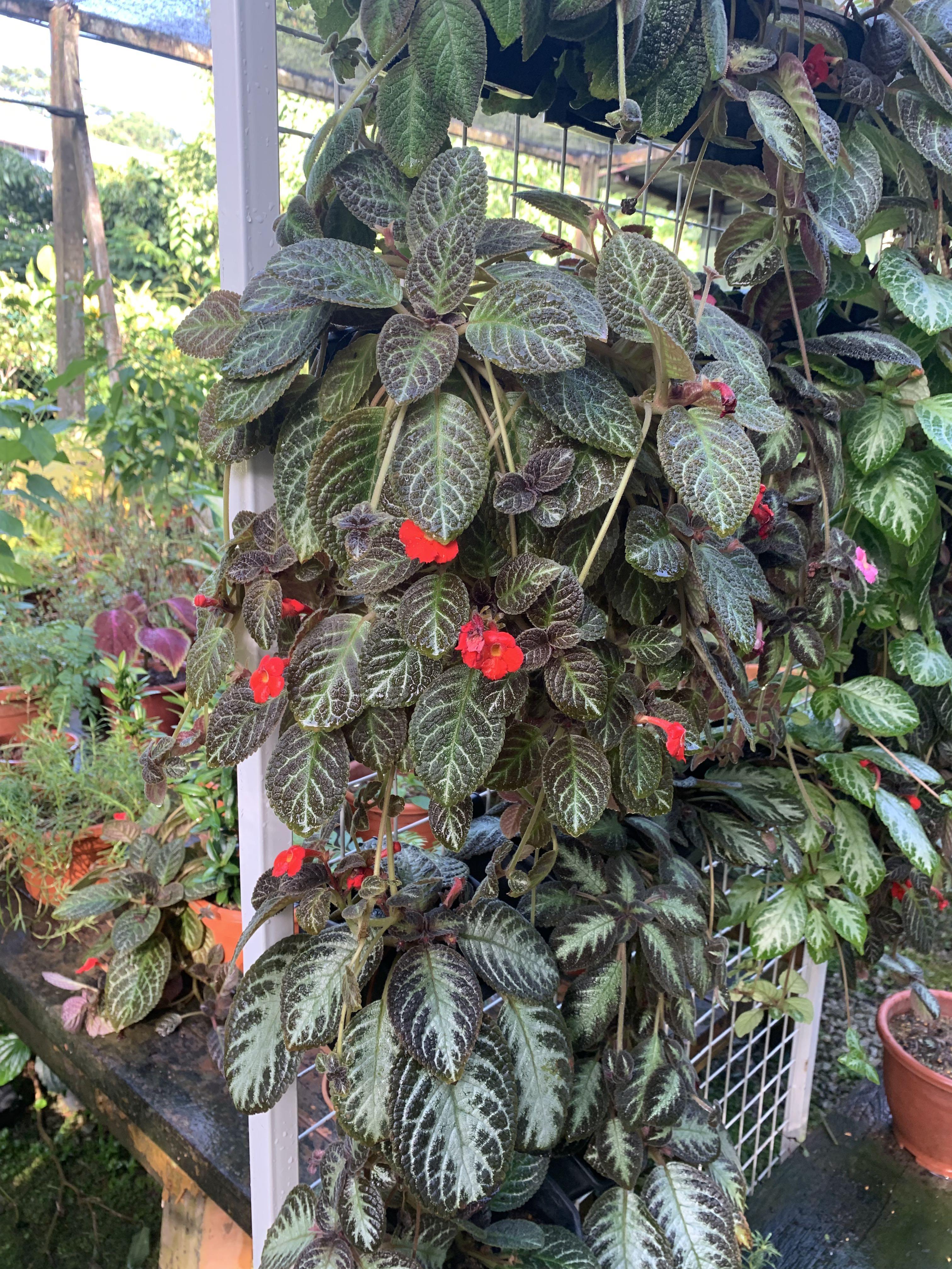 Episcia plant for sales, Furniture & Home Living, Gardening, Plants ...