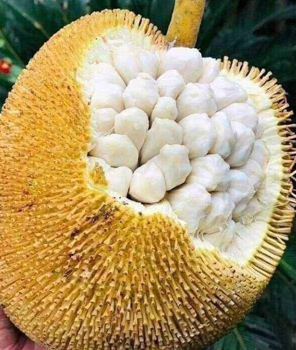 Fresh Marang fruit, Food & Drinks, Fresh Produce on Carousell