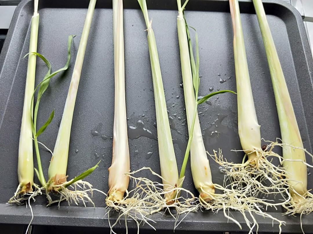 Lemon grass cutting / Serai / 1 set 5 stalks, Furniture & Home Living ...