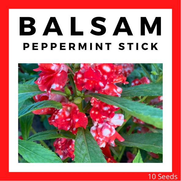 Rare Peppermint Stick Balsam Seeds (10 Seeds), Furniture & Home Living ...