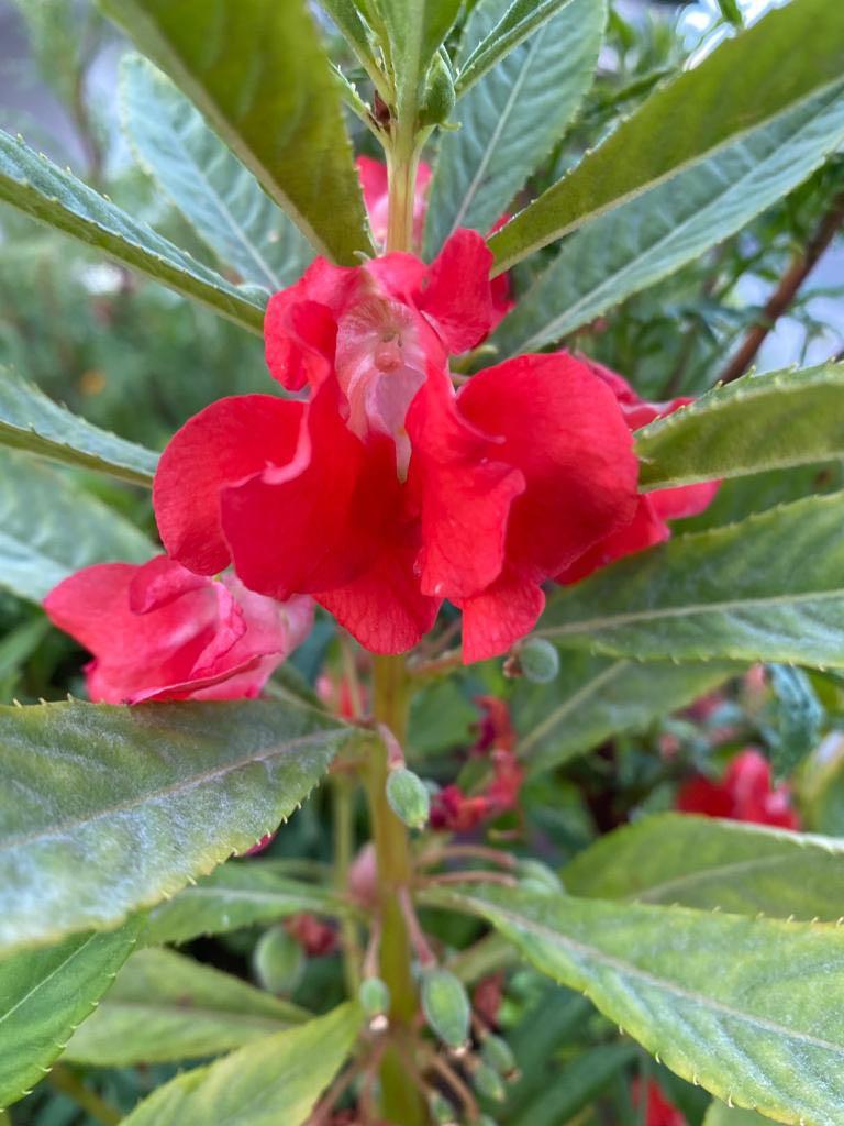 Rare Peppermint Stick Balsam Seeds (10 Seeds), Furniture & Home Living ...