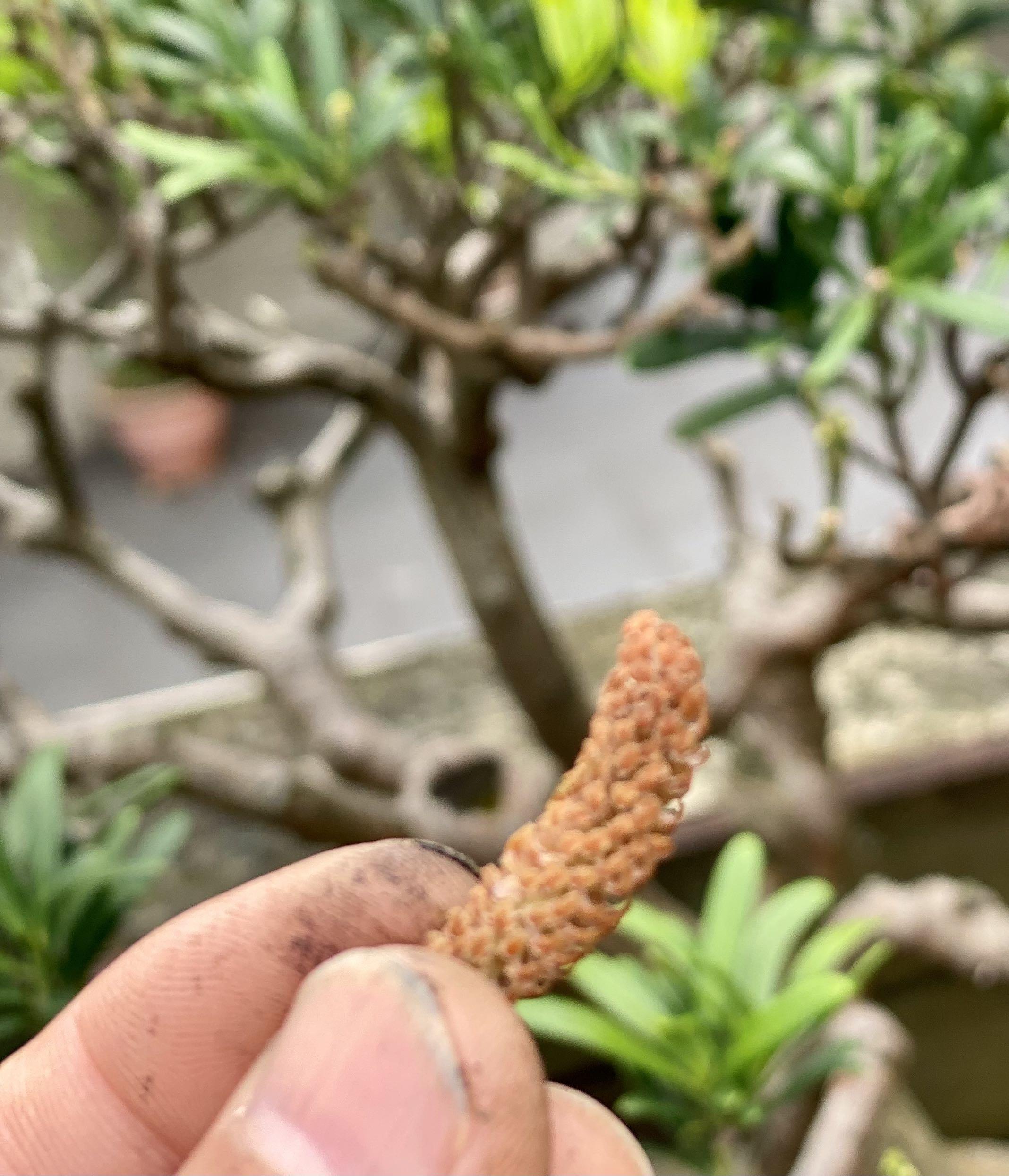 Rare Collector’s Luo Han Song bonsai for sale, Furniture & Home Living ...