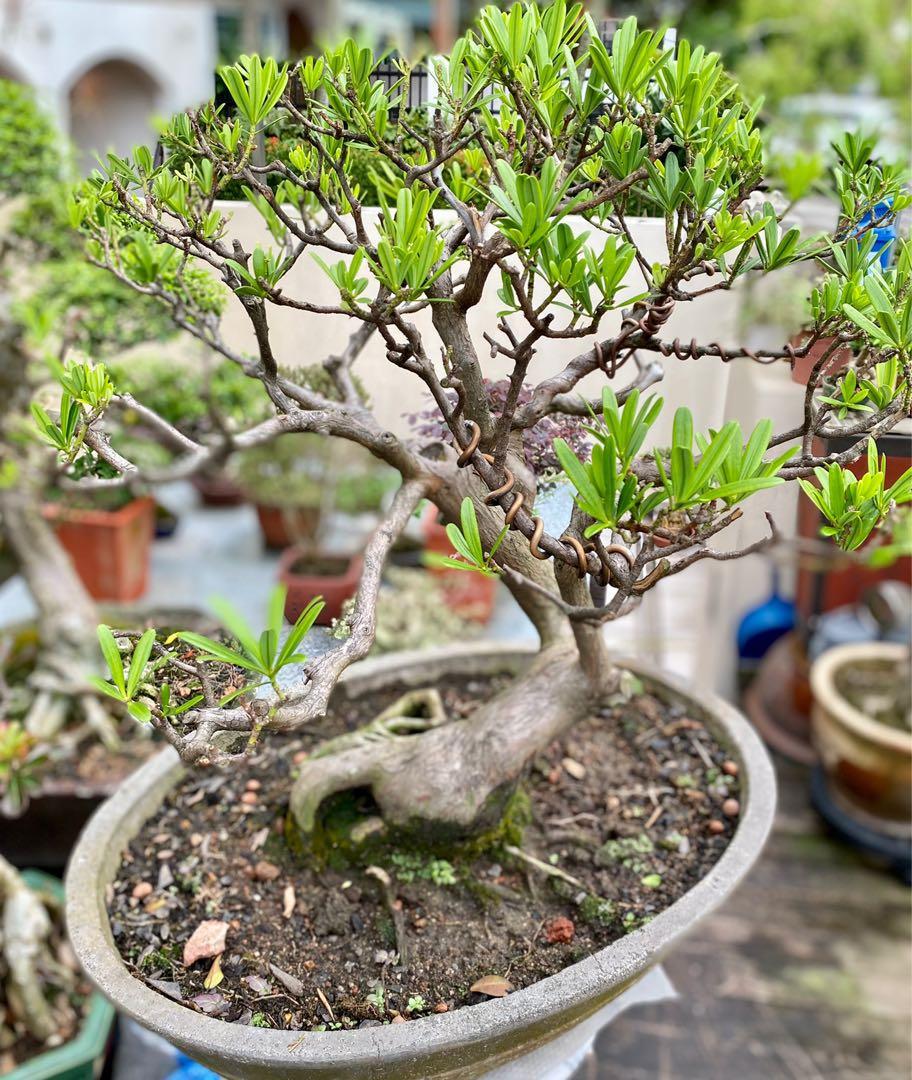 Rare Collector’s Luo Han Song bonsai for sale, Furniture & Home Living ...