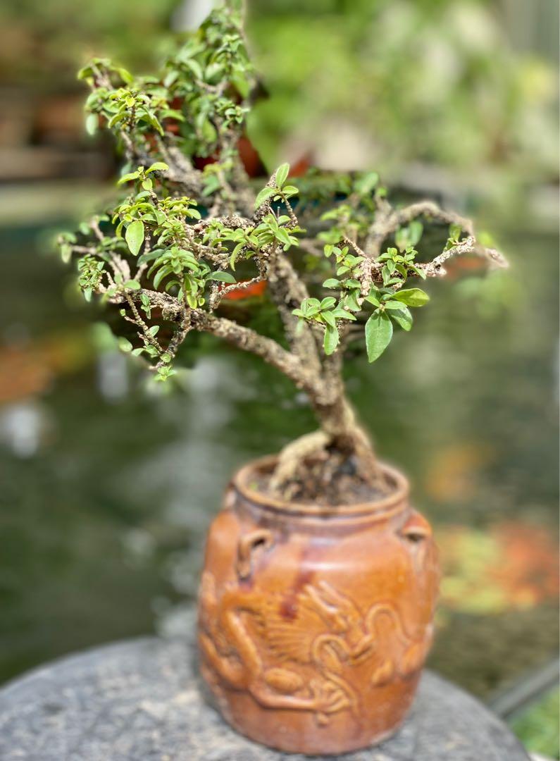 Sakura Micro Mini Flowering Bonsai /Gift idea, Furniture & Home Living ...
