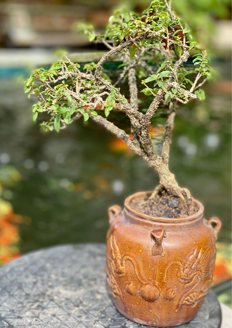 Sakura Micro Mini Flowering Bonsai /Gift idea, Furniture & Home Living ...
