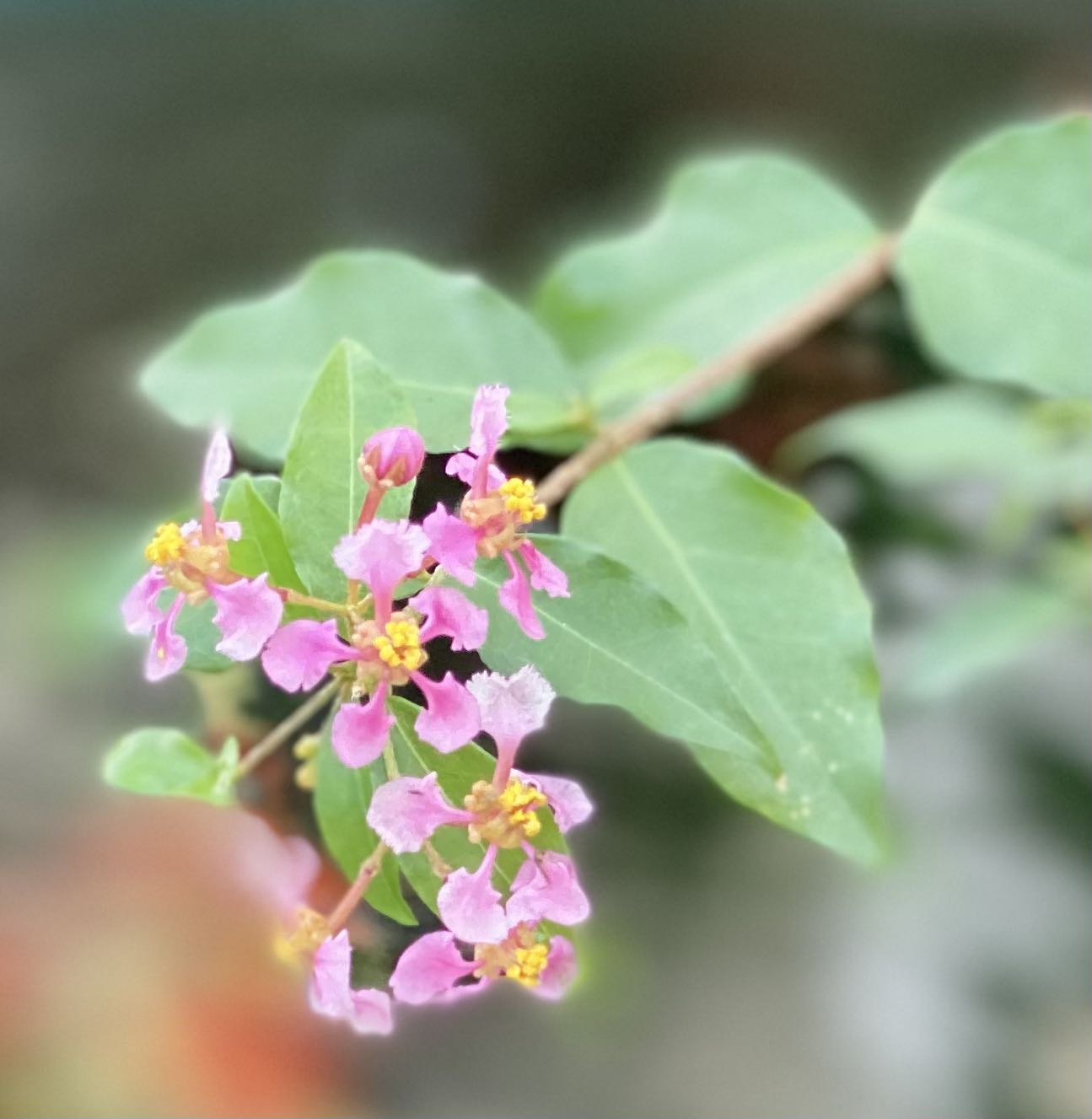 Sakura Micro Mini Flowering Bonsai /Gift idea, Furniture & Home Living ...