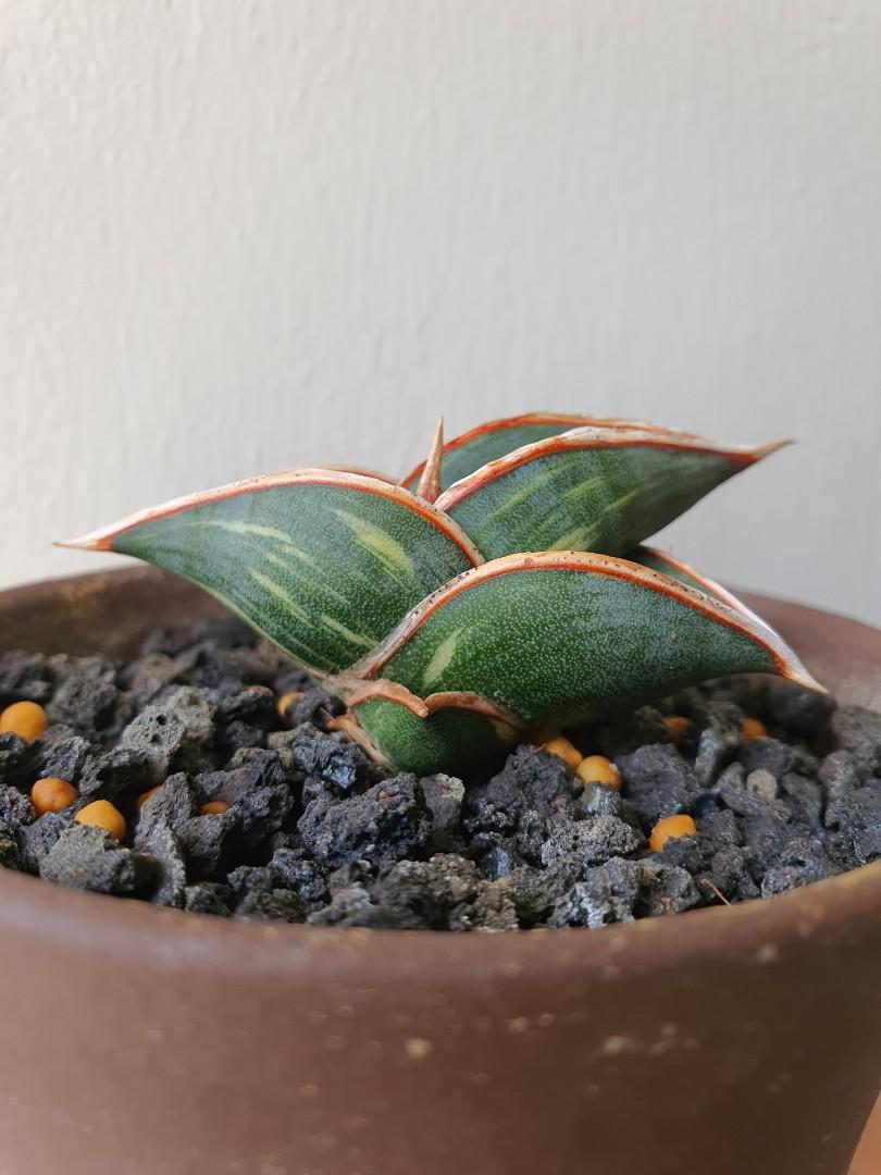 Sansevieria Rorida Variegated, Furniture & Home Living, Gardening ...