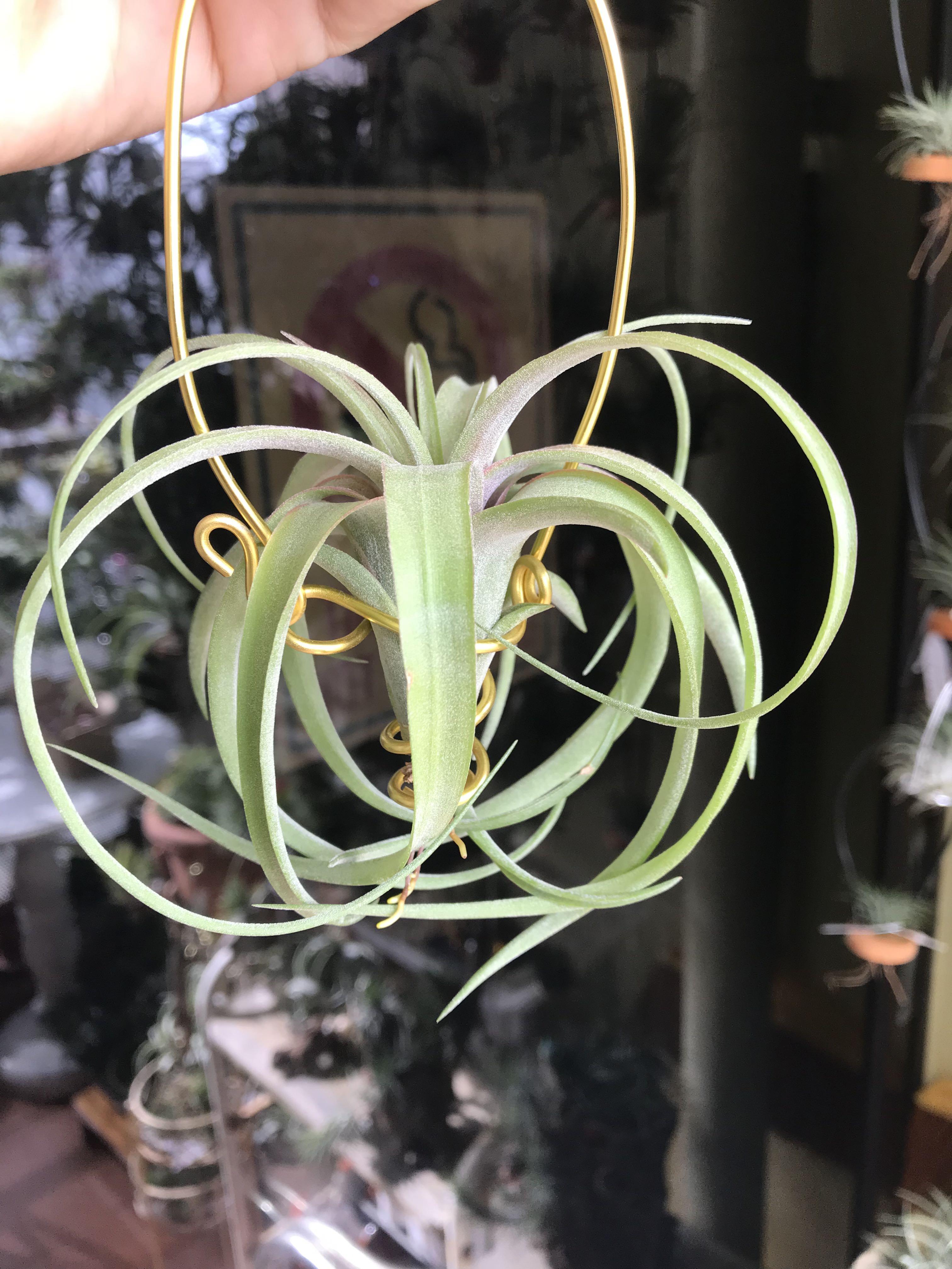 Tillandsia Brachy Selecta Streptophylla, Furniture & Home Living ...