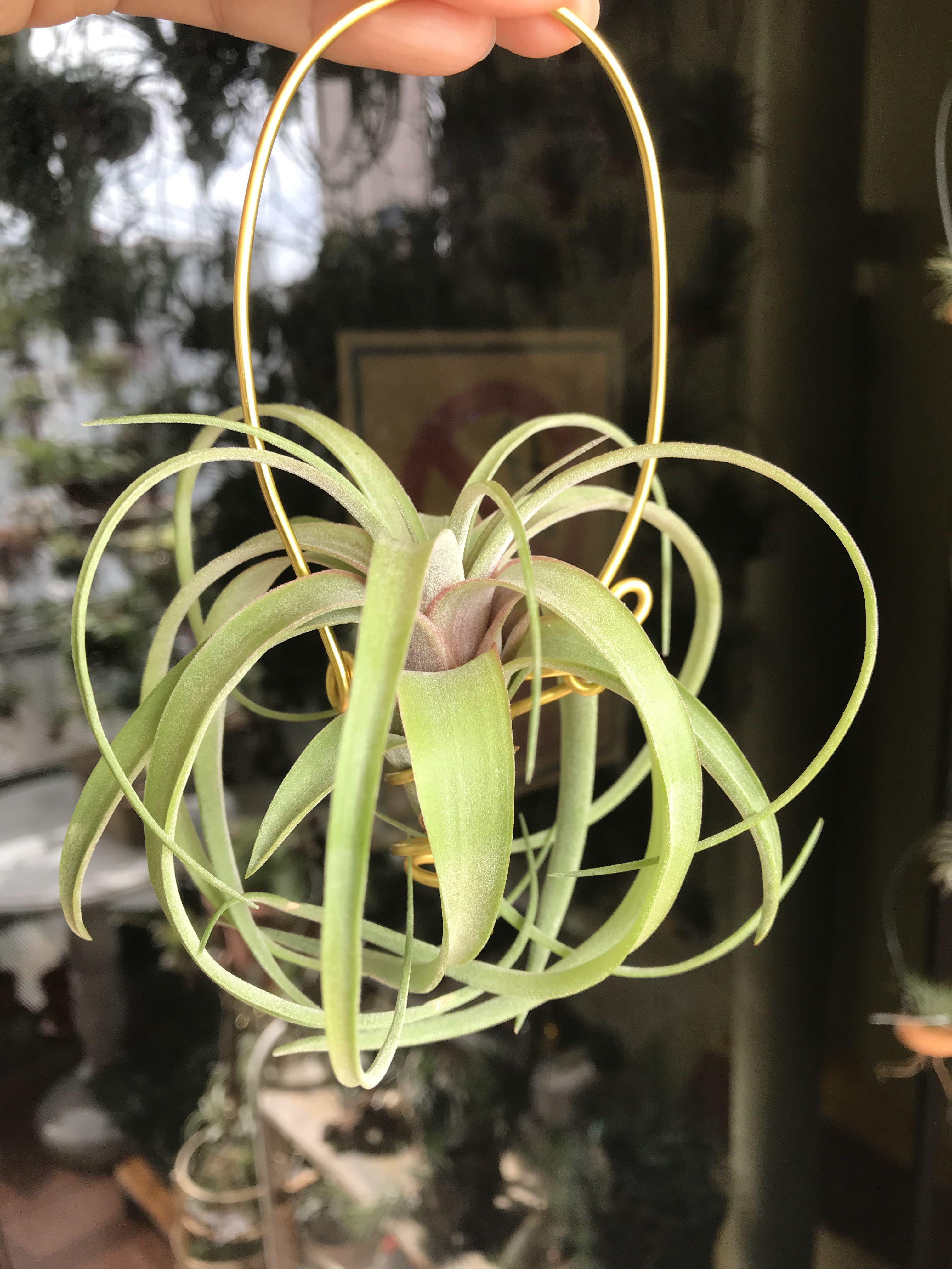 Tillandsia Brachy Selecta Streptophylla, Furniture & Home Living ...