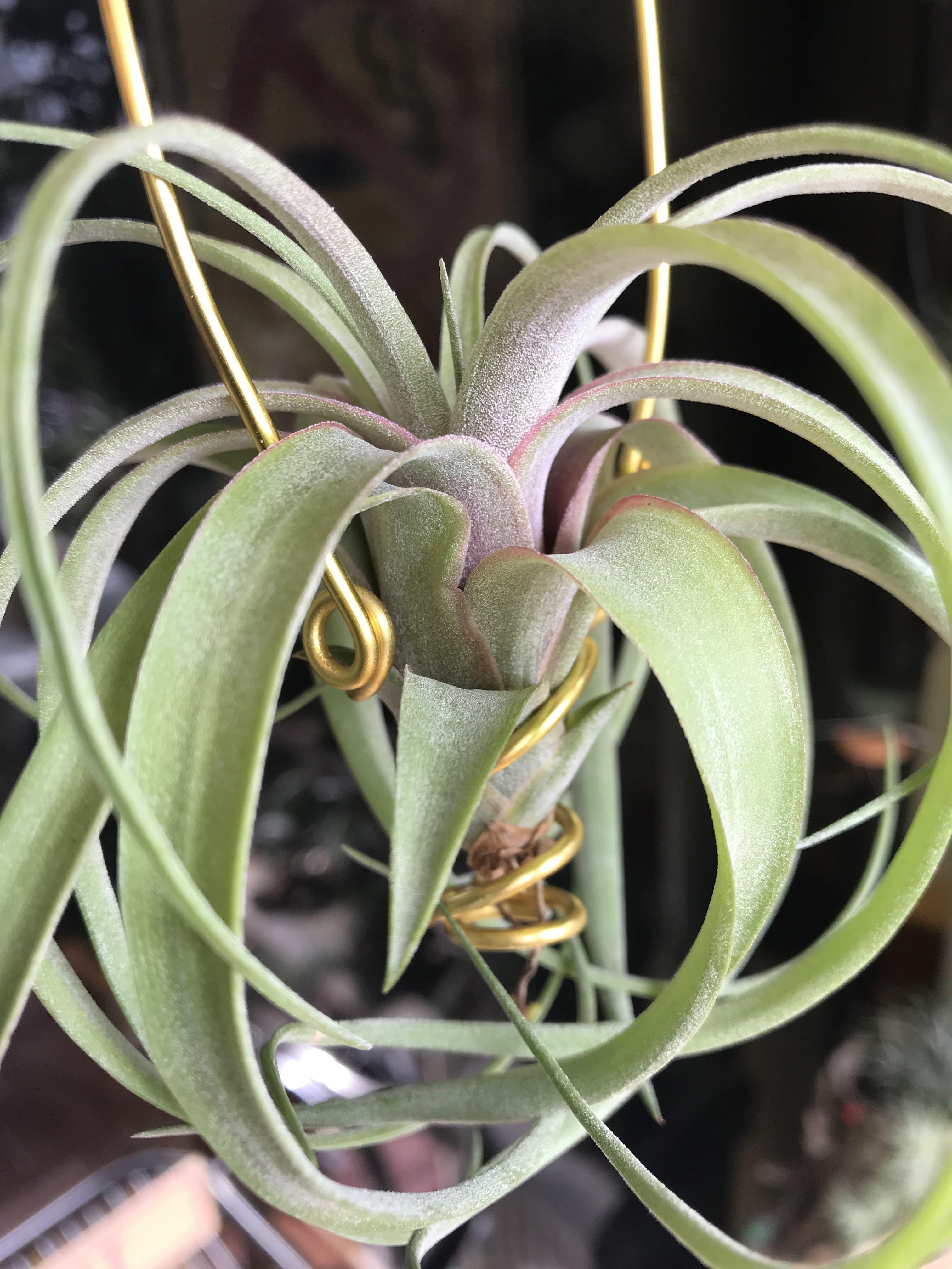 Tillandsia Brachy Selecta Streptophylla, Furniture & Home Living ...