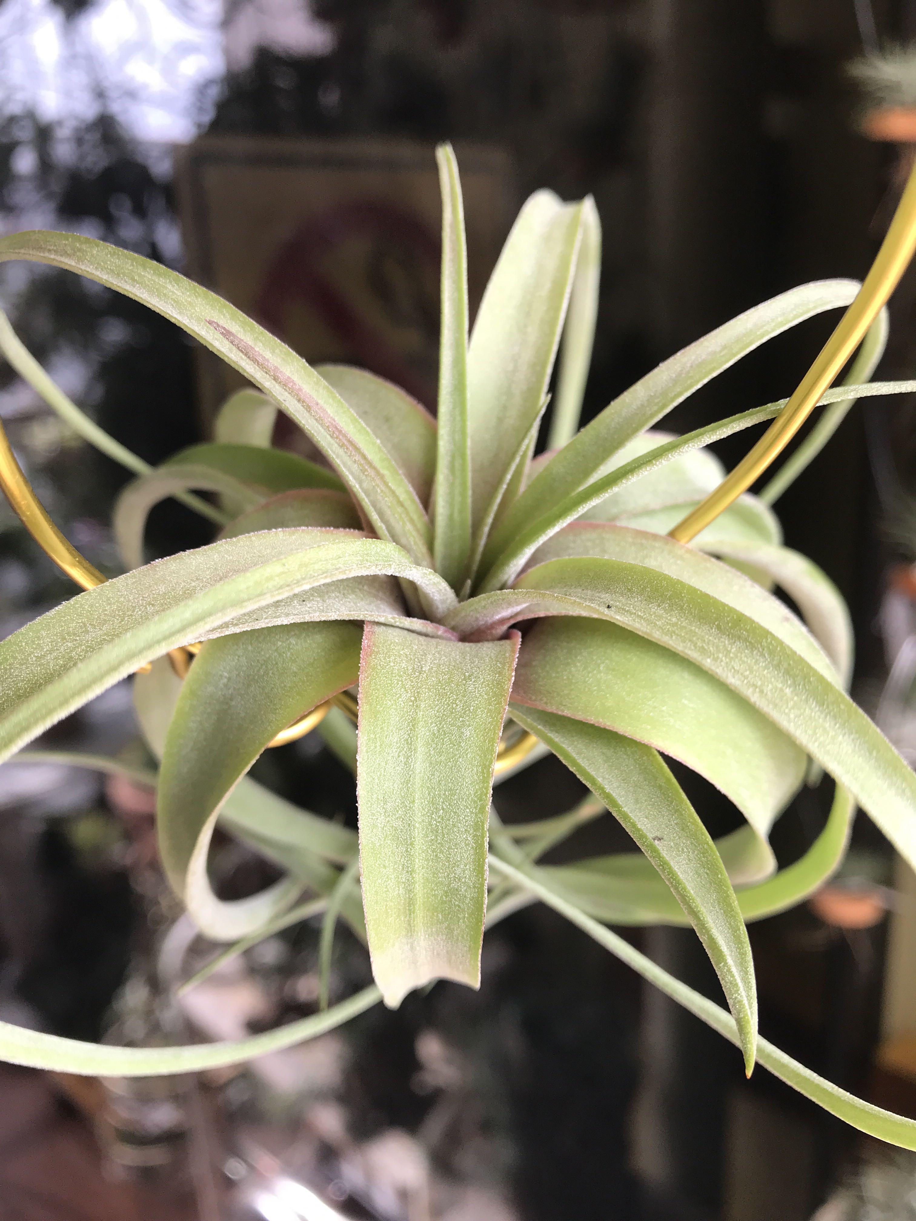 Tillandsia Brachy Selecta Streptophylla, Furniture & Home Living ...