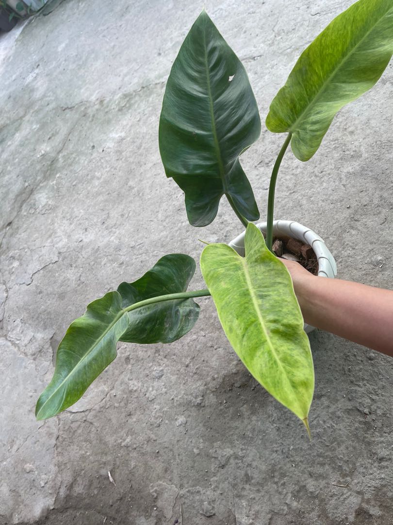 Golden calkins on Carousell