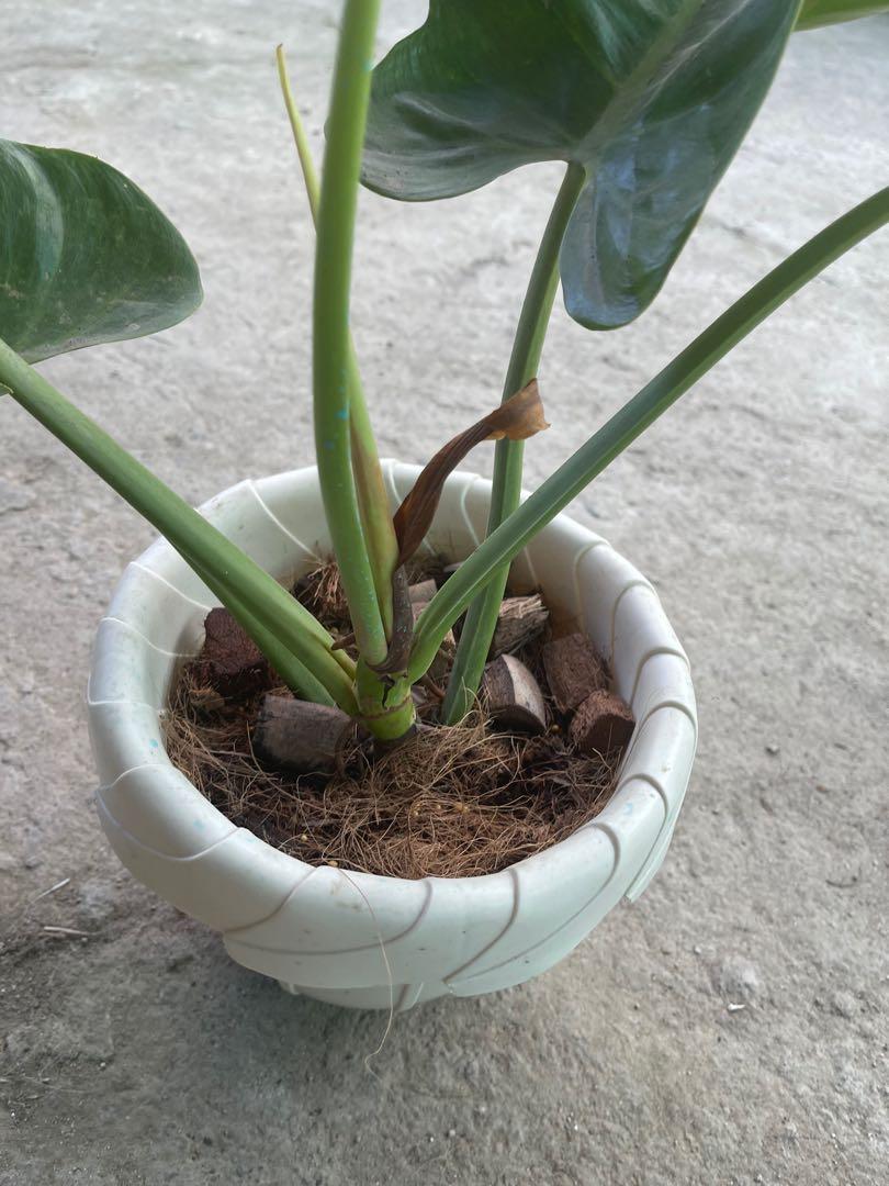 Golden calkins on Carousell